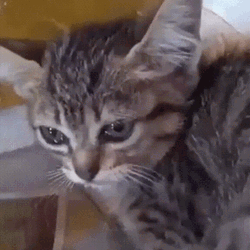 Sad Cat Crying Alone GIF | GIFDB.com