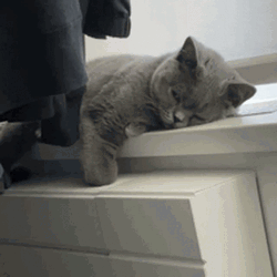 Sad Cat GIFs | GIFDB.com