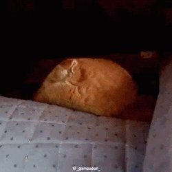Sad Cat Tampo Hugging Himself GIF | GIFDB.com