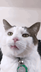 Sad Cat Serious Staring GIF | GIFDB.com