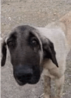 Sad Dog Kangal Shepherd GIF | GIFDB.com