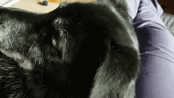 Sad Face Look Up Dog GIF | GIFDB.com