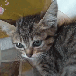 Sad Holding Tears Cat Crying GIF | GIFDB.com