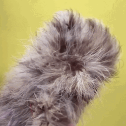 Sad Puppet Sobbing GIF | GIFDB.com