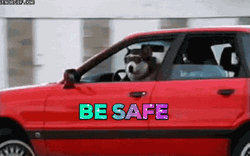 Safe Travels Dog Driving A Car GIF | GIFDB.com