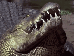 Saltwater Crocodile Chew GIF | GIFDB.com