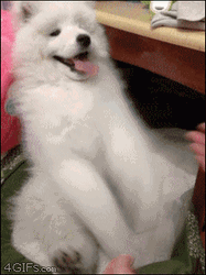 Samoyed Paw Fight GIF | GIFDB.com