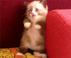 Nervous Hiding Looking Around Scared Cat GIF | GIFDB.com