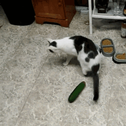 Scared Cat Running Gif
