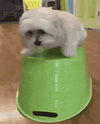 Scared Dog And A Plastic Bucket GIF | GIFDB.com