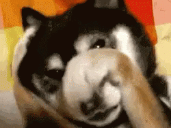 Scared Dog Hiding Face GIF | GIFDB.com