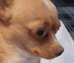 Scared Dog Looking Around GIF | GIFDB.com