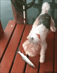 Scared Dog Startled By Fish GIF | GIFDB.com