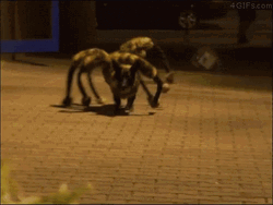 Scary Halloween Creepy Big Spider GIF | GIFDB.com