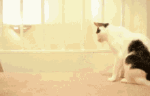 Scary Pop Up Domo Shocked Cat GIF | GIFDB.com