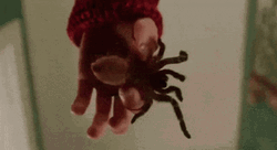 Scary Spider On Face GIF | GIFDB.com