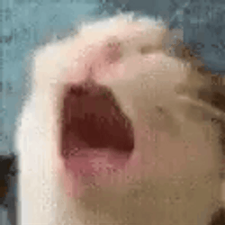 Screaming Cat Meme Loop GIF | GIFDB.com