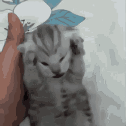 Screaming Cat Meme Scared Gray Kitten GIF | GIFDB.com