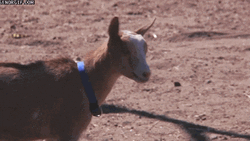 Screaming Goat Look Out Hey GIF | GIFDB.com