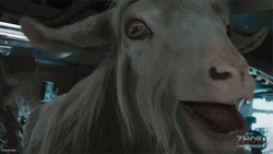 Screaming Goat Zoom In Thor Love And Thunder GIF | GIFDB.com