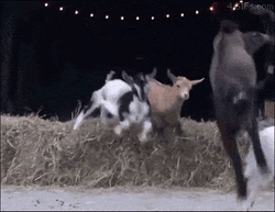 Screaming Radical Goats Escaping GIF | GIFDB.com