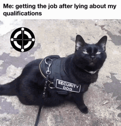Security Cat Lying About Qualifications GIF | GIFDB.com