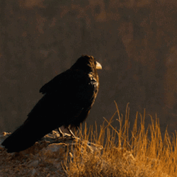 Sending A Raven Flying GIF | GIFDB.com