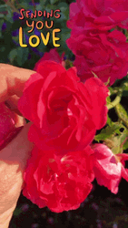 Sending Love Red Roses GIF | GIFDB.com