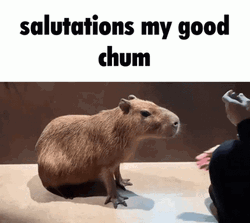 Shaking Hands Capybara Meme GIF | GIFDB.com