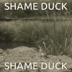 Shame Duck Embarrassed GIF | GIFDB.com