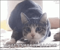 Shaq Cat GIFs | GIFDB.com