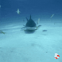 Shark Hungry Chomp Eating Fish GIF | GIFDB.com