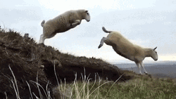 Sheep Animals Jump GIF | GIFDB.com