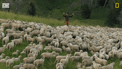 Sheep Bobby Bones GIF | GIFDB.com