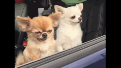 Sheesh Cute Dog GIF | GIFDB.com