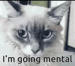 Shocked Cat Mental Breakdown GIF | GIFDB.com