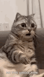 Shocked Kitty Surprise Surprise Meme GIF | GIFDB.com