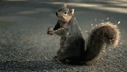 Shocked Squirrel Meme GIF | GIFDB.com