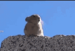 Shouting Prairie Dog GIF | GIFDB.com