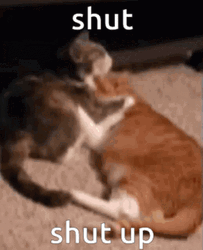 Shut Up Cat Fight GIF | GIFDB.com