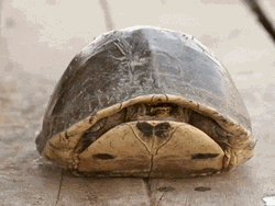 Shy Turtle Peeking From Shell GIF | GIFDB.com