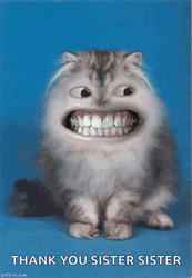 Side Glancing El Gato Meme GIF | GIFDB.com