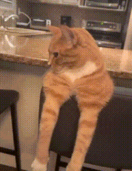 Sigma Cat Face Meme GIF | GIFDB.com