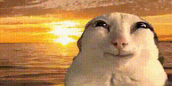 Silly Face On Rabbit Sunset GIF | GIFDB.com