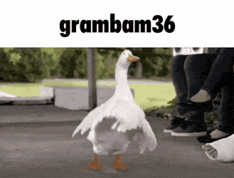 Silly Goose Goose Gif GIF | GIFDB.com