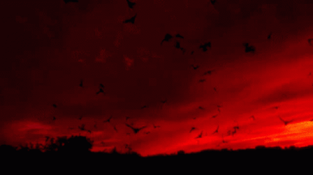 Sky Red Aesthetic GIF | GIFDB.com