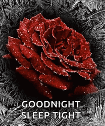 Sleep Tight Good Night Sparkle Red Roses GIF | GIFDB.com