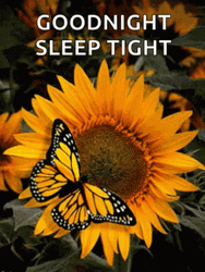 Sleep Tight Good Night Sunflower GIF | GIFDB.com