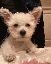 Sleepy Dog Grumpy GIF | GIFDB.com
