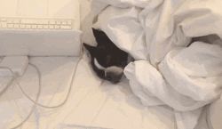 Sleepy Dog Huh GIF | GIFDB.com